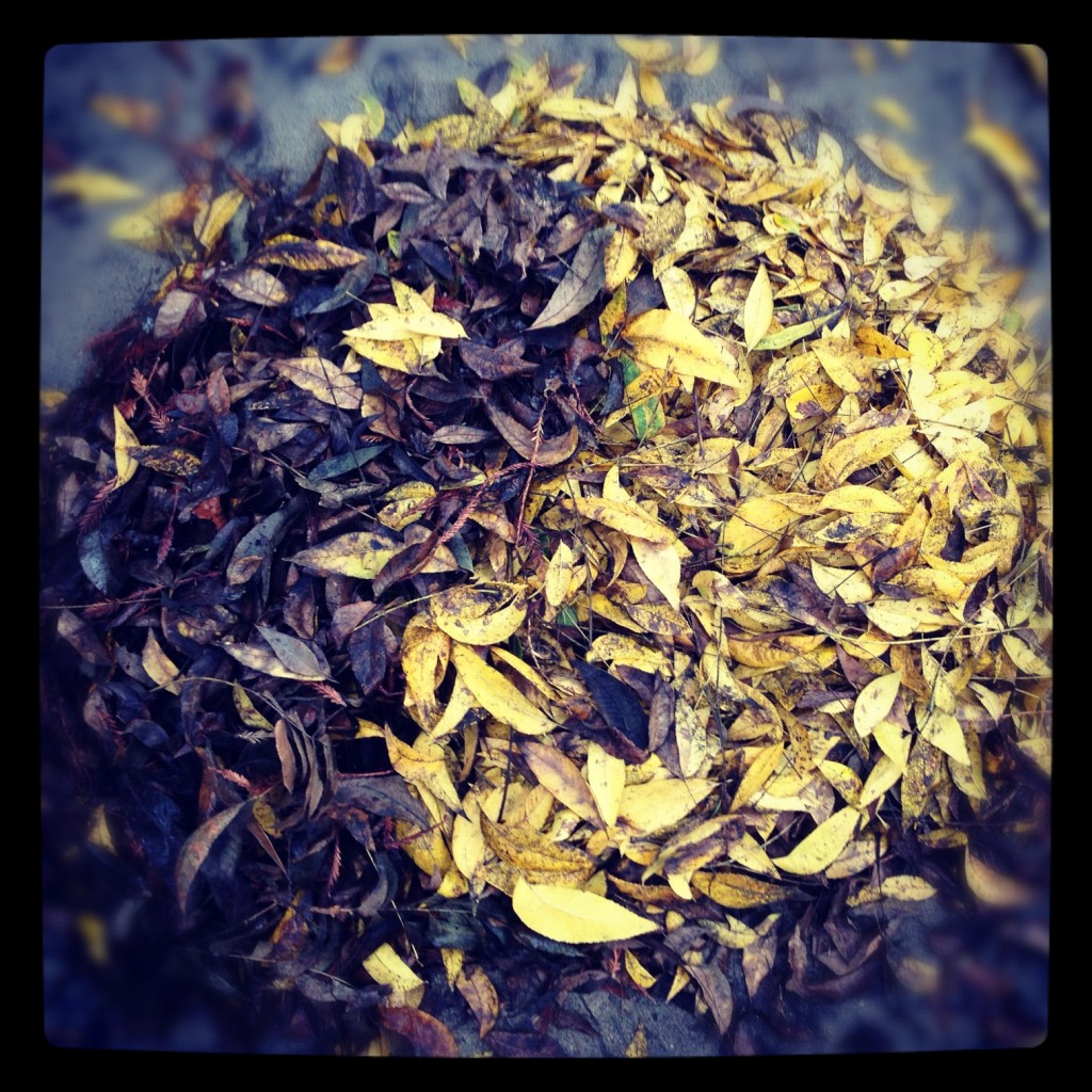 A Sustainable Practice, by Jessica Spotts | My Yoga Scene | Atlanta, GA